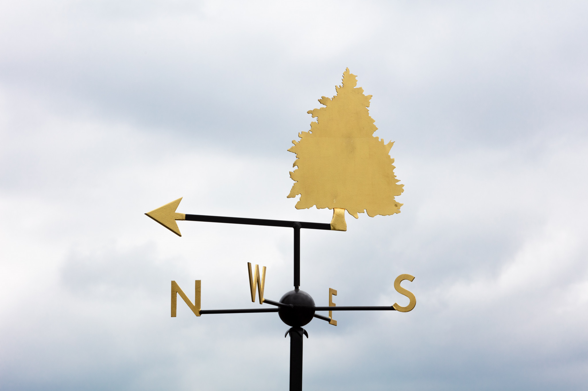 Virginia Overton - The Line